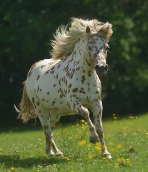 Sales List | British Spotted Pony Society