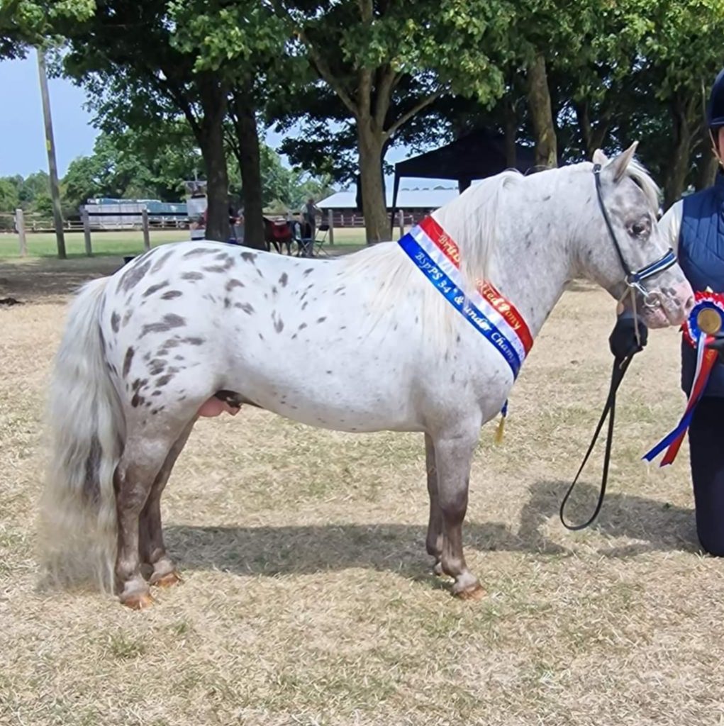 Stallion Directory | British Spotted Pony Society