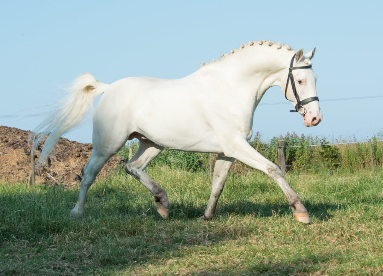 Breed Characteristics | British Spotted Pony Society