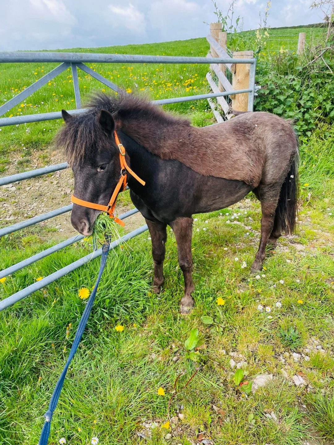 Sales List | British Spotted Pony Society
