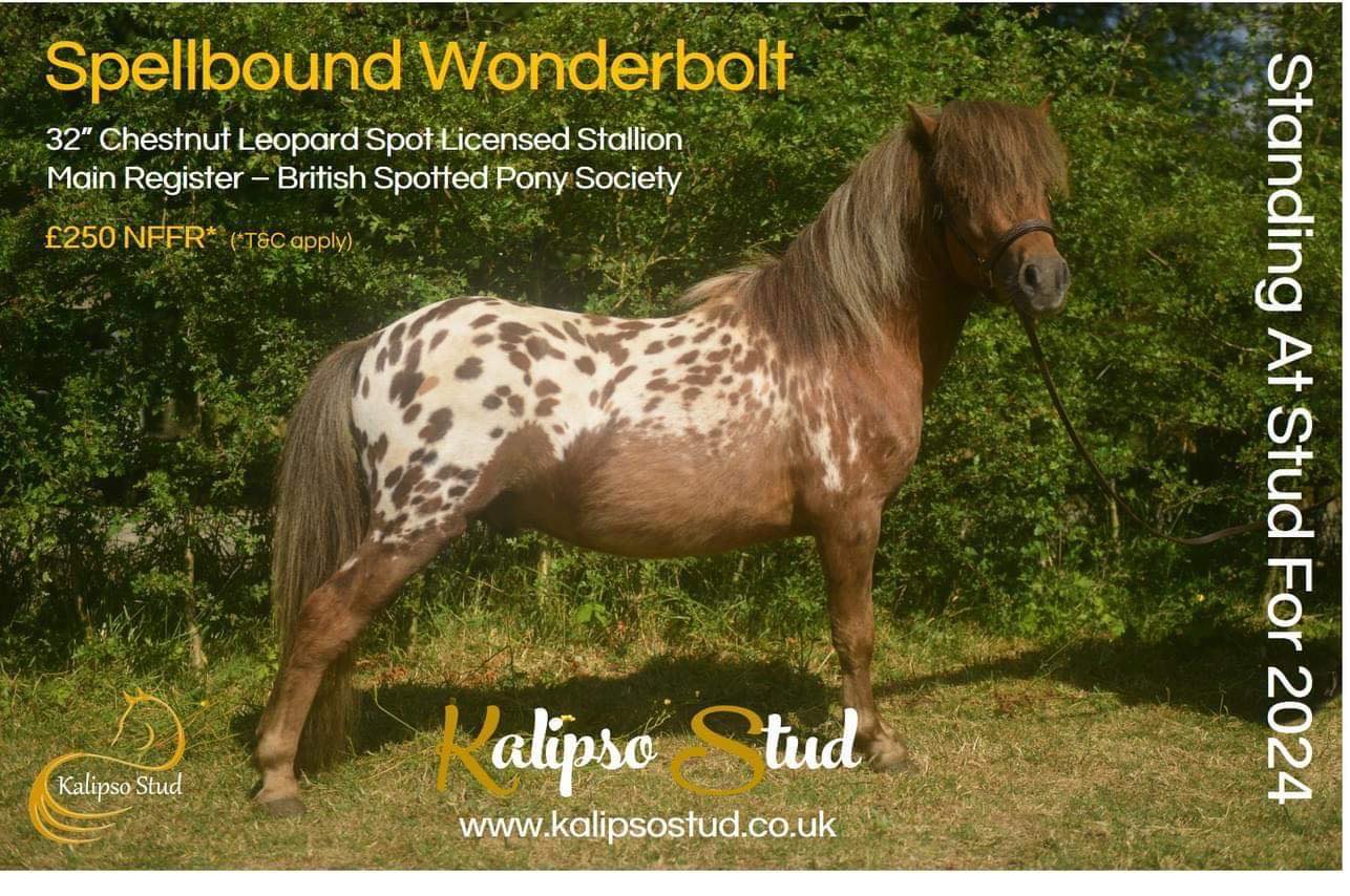 Stallion Directory | British Spotted Pony Society