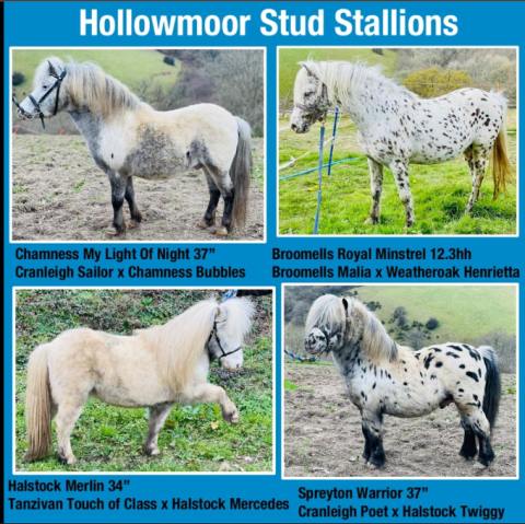 Stallion Directory | British Spotted Pony Society