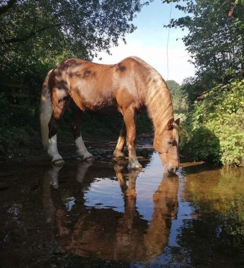 Breed Show/Spotfest | British Spotted Pony Society